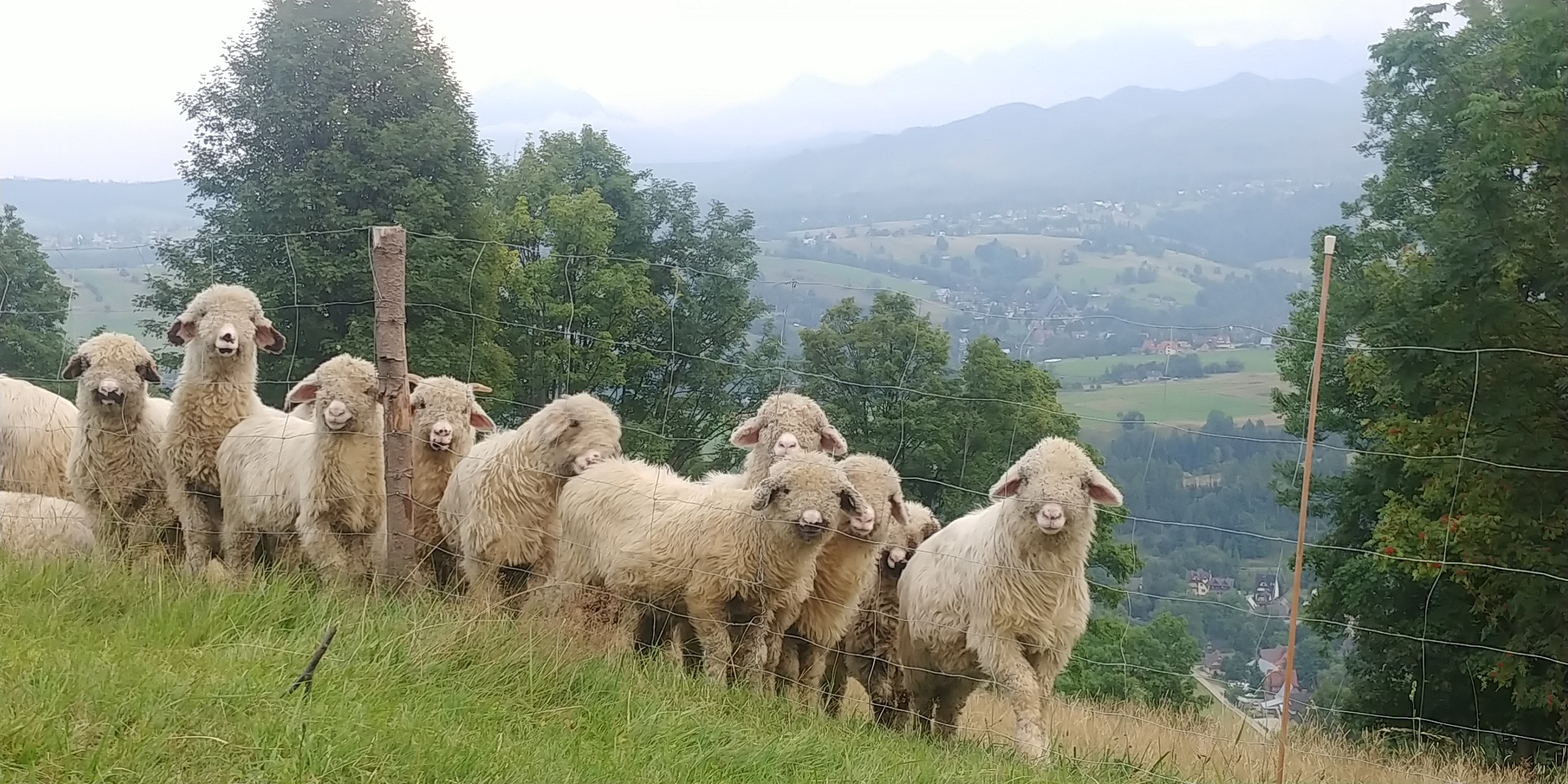 .watch sheep in september in zakopane | Zakopane.com